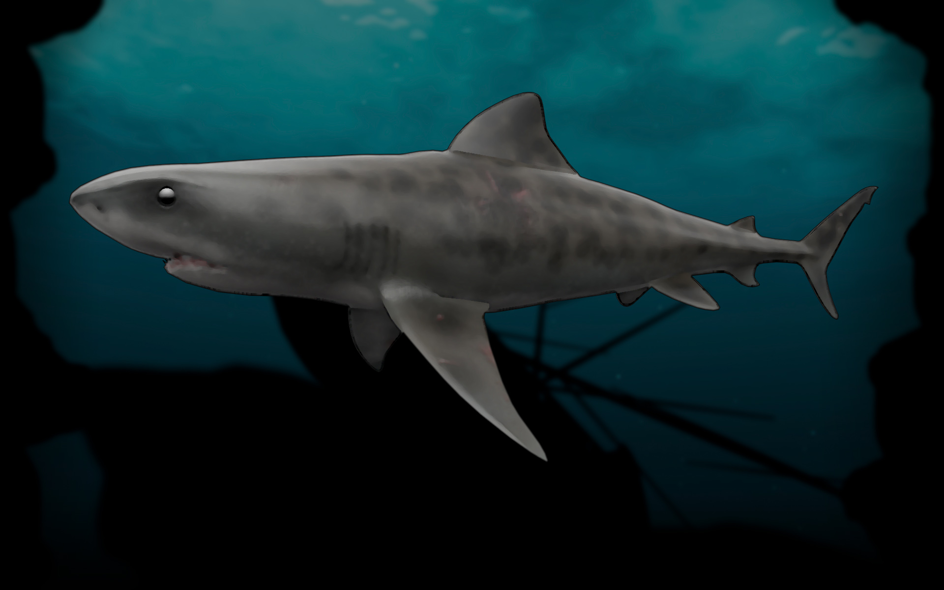 Tiger Shark Wallpaper 1920x1200